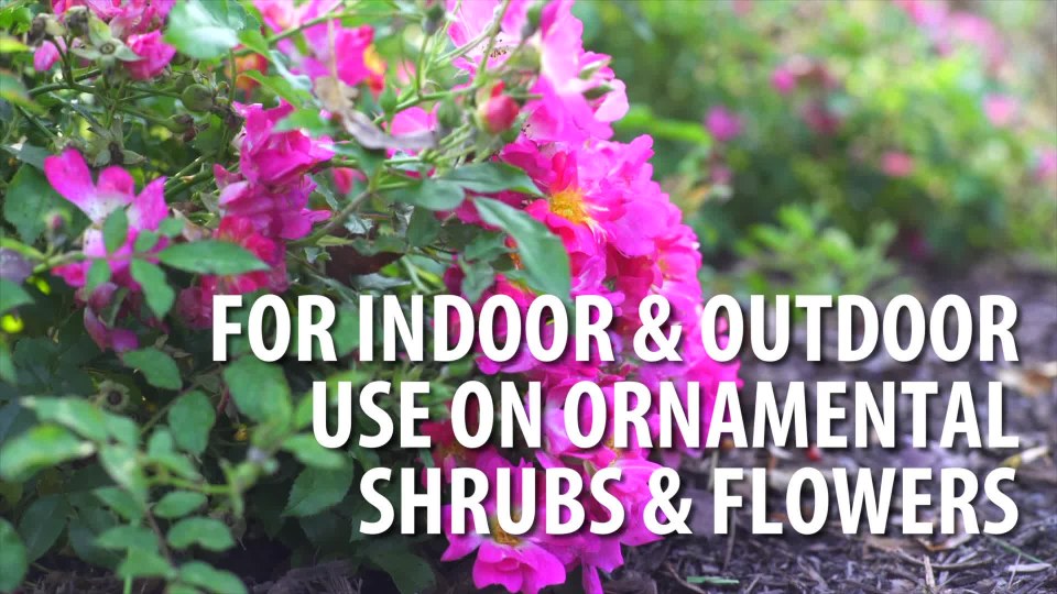 Ortho Rose & Flower Insecticide, Bug & Pest Killer for Indoor & Outdoor ...