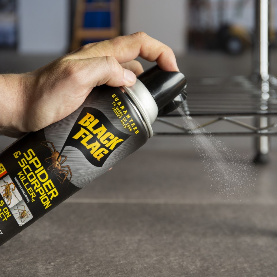 Black Flag Spider and Scorpion Killer 16 Ounces, Aerosol Insecticide ...