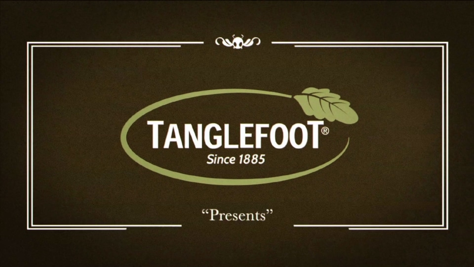 Tanglefoot Non-Toxic Organic Garden Pest Control Insect Barrier (15 oz ...