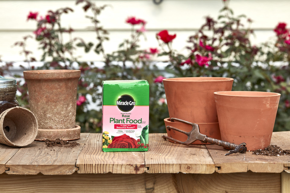 Miracle-Gro, Water Soluble Rose Plant Food, 1.5 lbs, Feeds Instantly ...